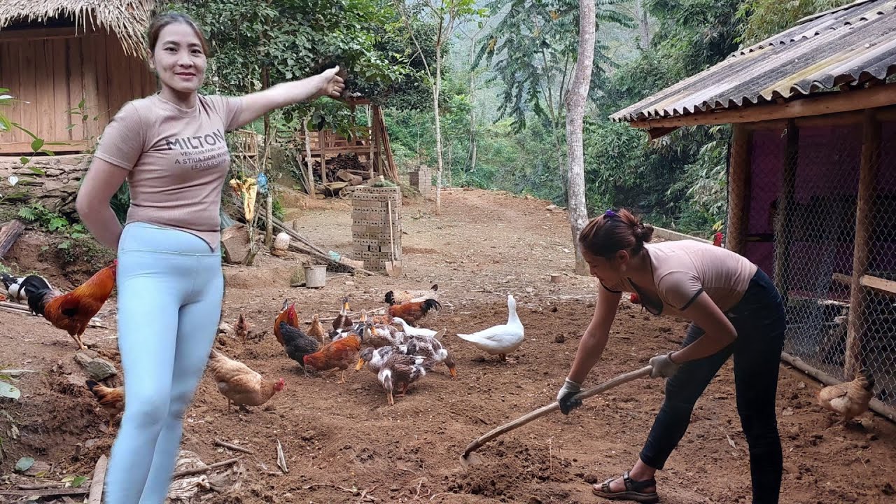 Move to a new home for the chickens and ducks - Remove the old chicken ...