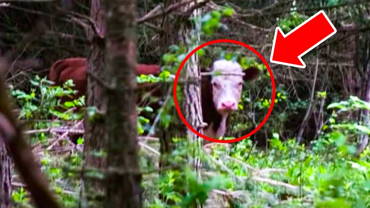 Farmer Finds His Missing Cow After 8 Months & Gets the Scare of His ...