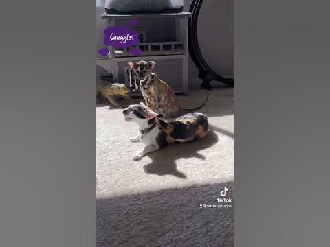 When You Interrupt Your Cats' Snuggle Session - YouTube