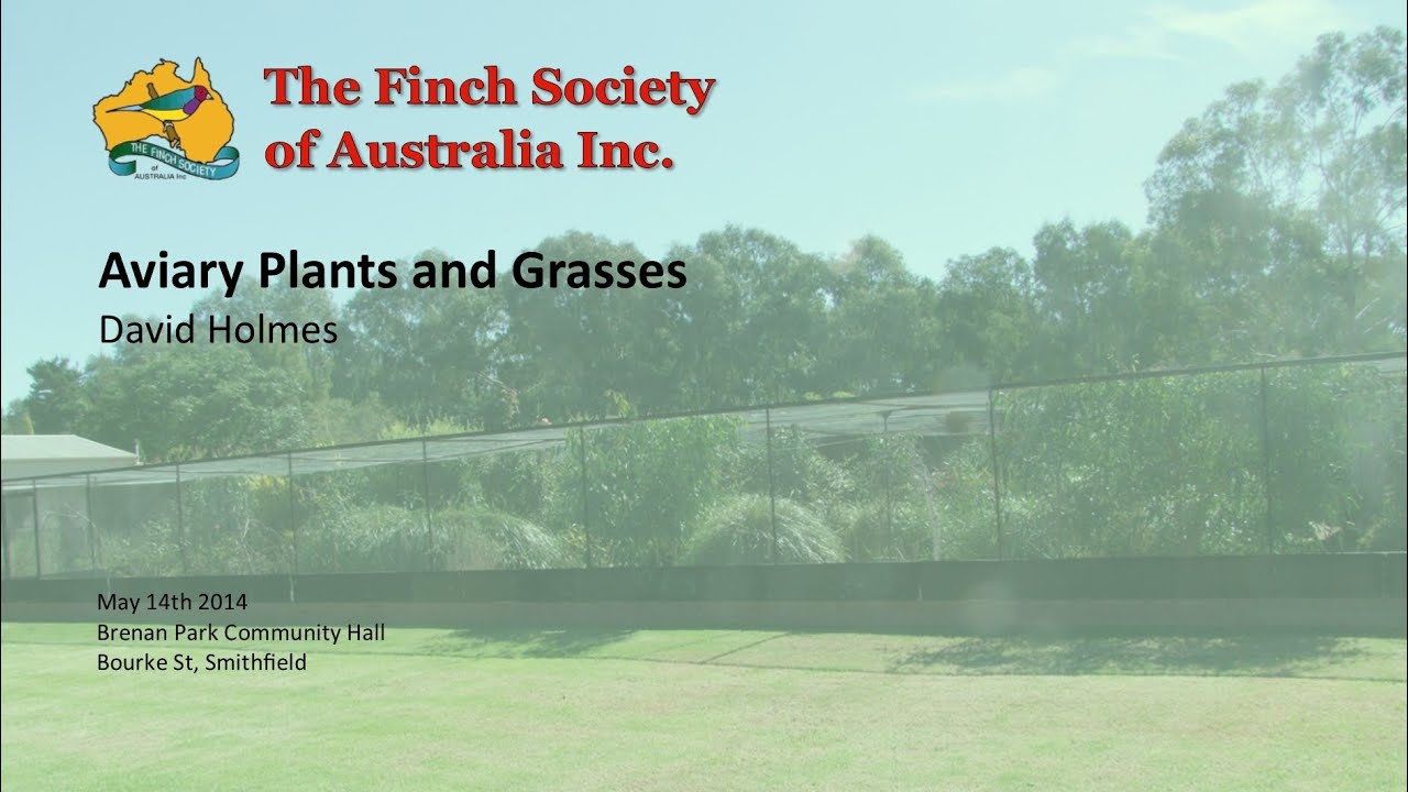 Aviary Plants and Grasses - YouTube