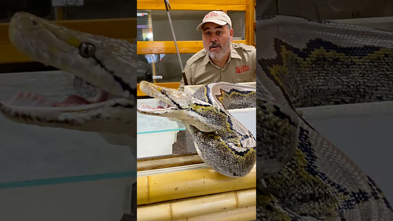 20 FOOT SNAKE DID NOT WANT TO MOVE😅 - YouTube