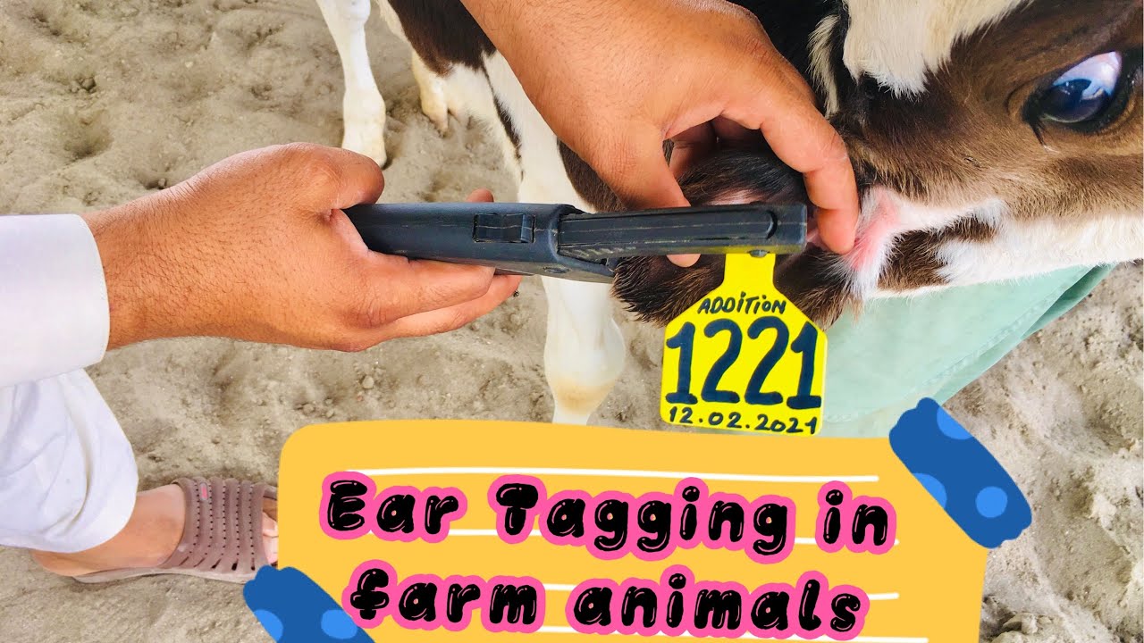 Ear tags for cattle || identification of farm animals || z tag cattle ...