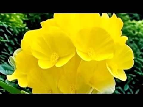 Sarasam Official is Live - YouTube