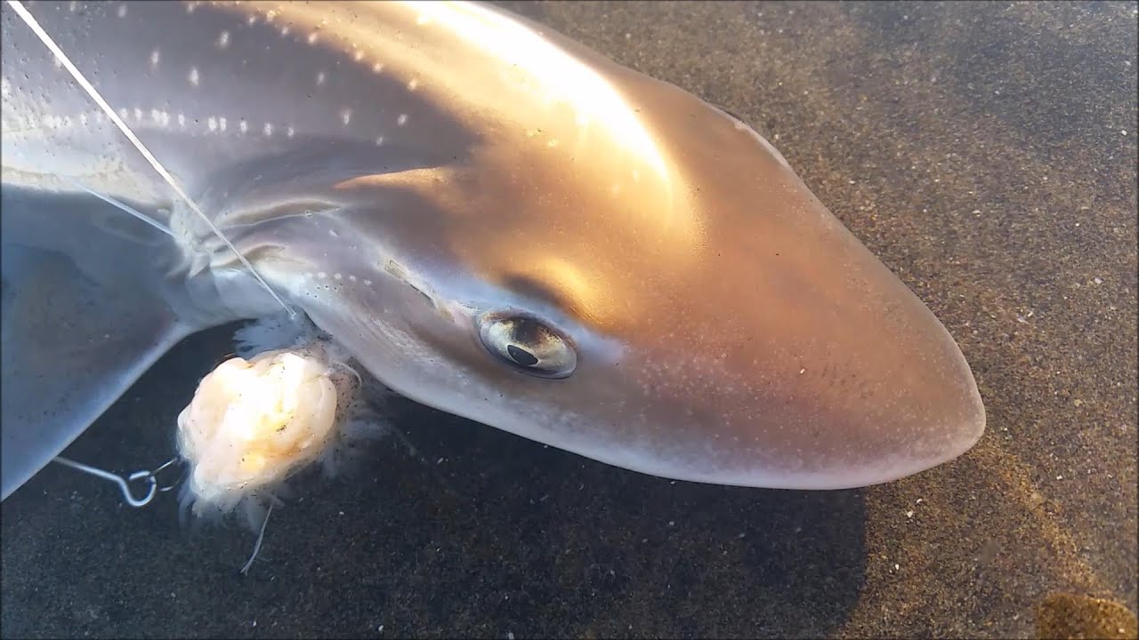 Testing out @Innovative Fishing Equipment - NZ Surfcasting - YouTube