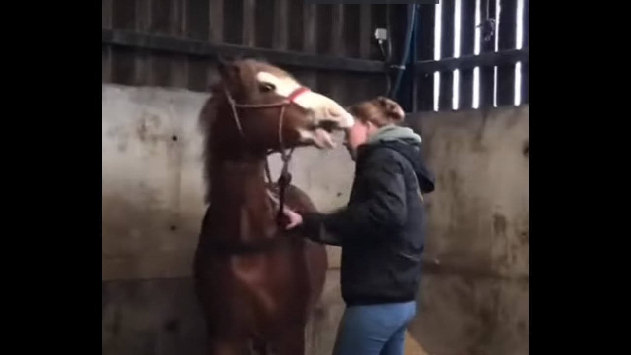 Uncontrollable little stallion bites everybody! - YouTube