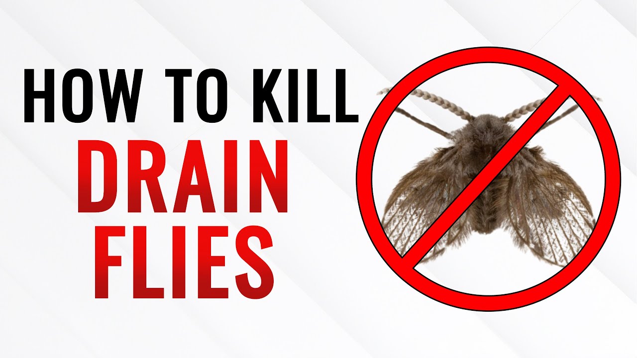 How to Kill Drain Flies - YouTube
