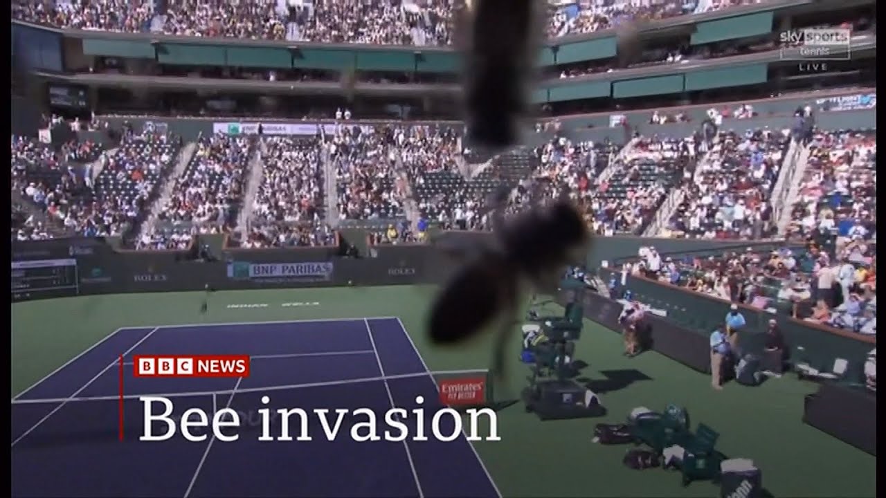 Carlos Alcaraz tennis match delayed after bees invade court (USA) 15 ...