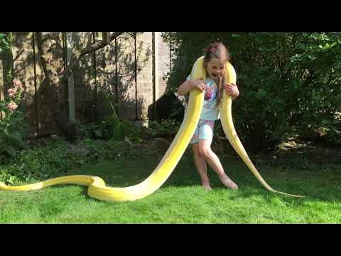 5 year old outside in the coils of a Reticulated Python - YouTube