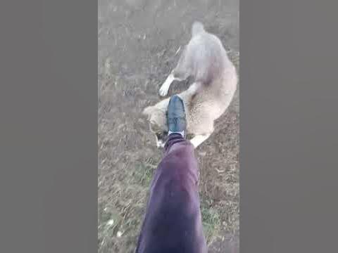 @Керек Дерек#жайлау#кушик#киыз Уй. - YouTube