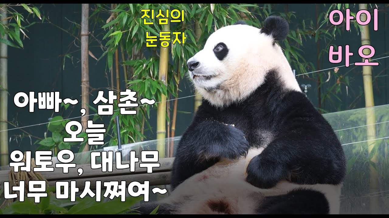 에버랜드 판다 푸바오를 재운 아이바오는 몰래 야외 방사장에 나가서 아빠와 삼촌이 준비해준 워토우와 대나무를 너무 맛있게 냠냠하는데 하지만 이건 푸바오에겐 비밀feat