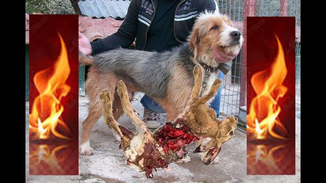 SUPERSPOT!!!!!!!!!!!! //ΕΡΧΟΝΤΑΙ ΠΟΛΛΑ ΒΙΝΤΕΟ....ΕΔΩ 6 ΣΚΥΛΙΑ ΣΕ ...