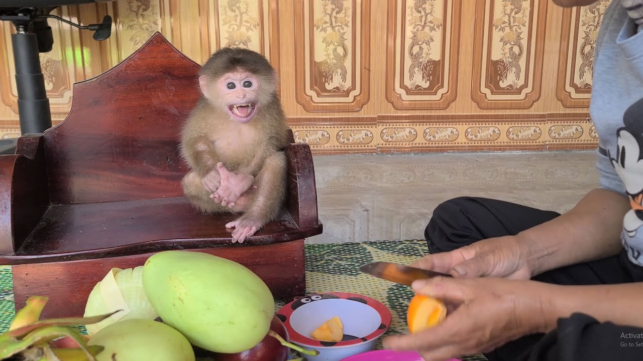 Monkey David has a very fierce face. - YouTube