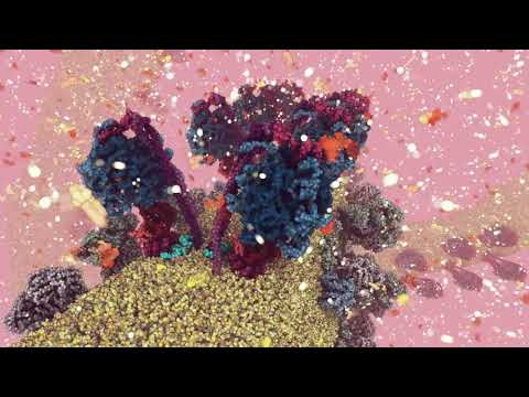 Synthesis of ATP (2018) Drew Berry and Franc Tétaz