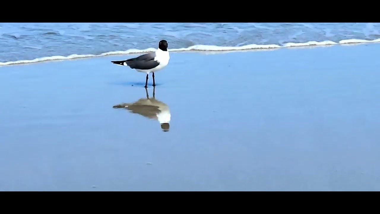BE the Bird, BE with the Bird, See and Feel What the Bird Experiences ...