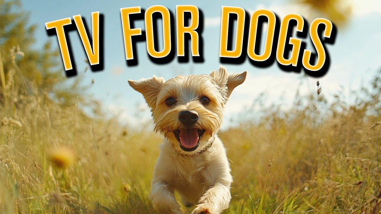 TV FOR DOGS | Fun & Interactive Playtime Videos for Bored Dogs - YouTube