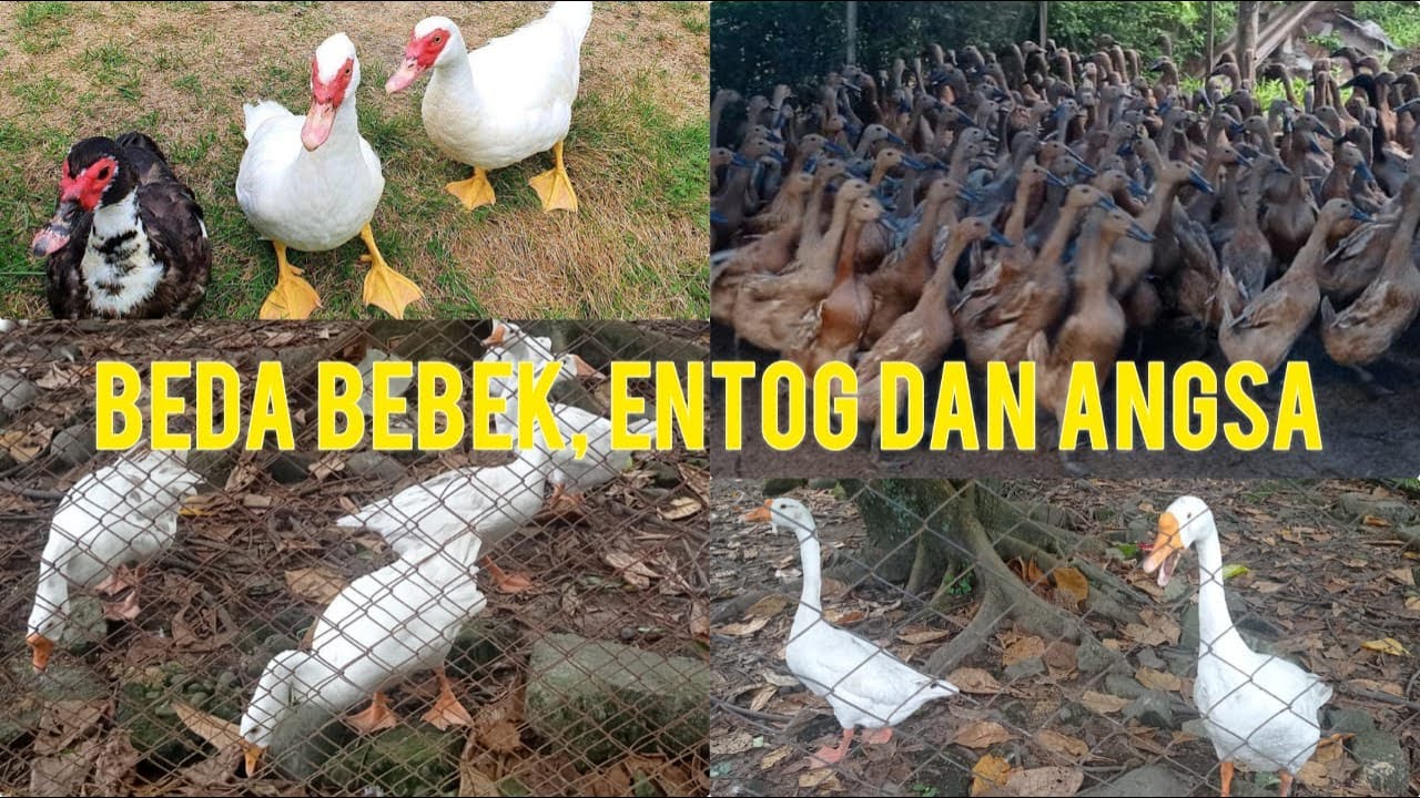 MENGENAL JENIS BEBEK DAN PERBEDAANNYA DENGAN ENTOG & ANGSA - YouTube