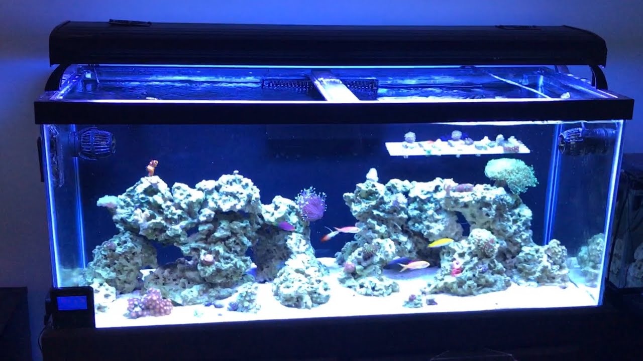 Moving My 75g Reef Tank - Part 1 - YouTube
