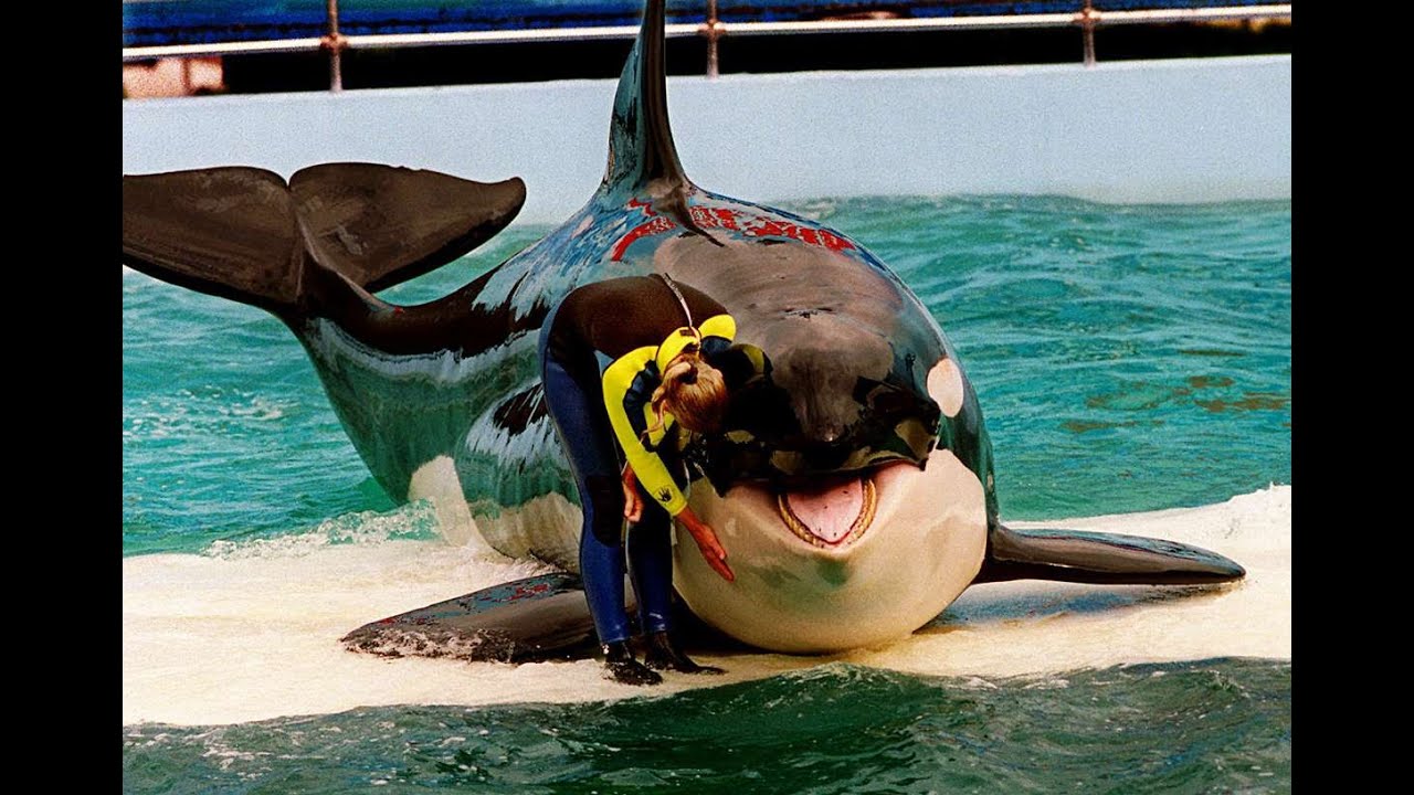 MSCI0501 Marine Mammals In Captivity YouTube msci0501-marine-mammals-in-captivity-youtube