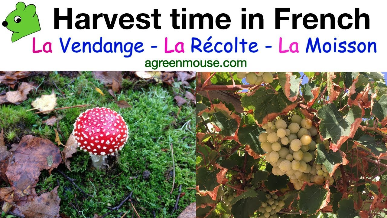 Harvest time in French - YouTube
