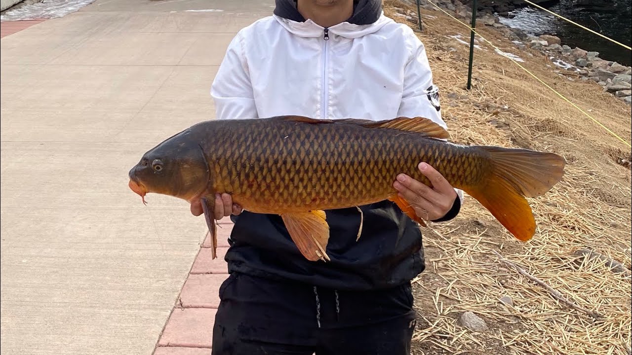 Fishing the South Platte River for big Carp Denver Colorado - YouTube