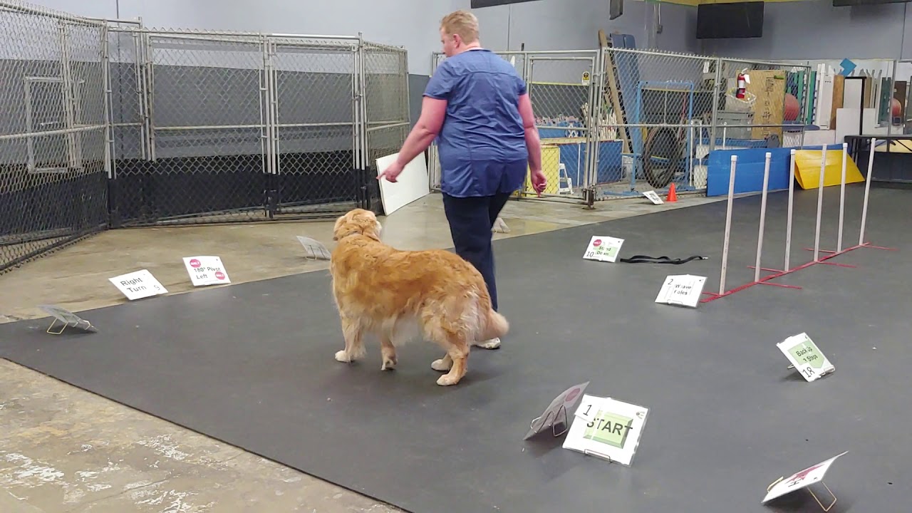 Jigar/Bye dog Excellent Team 1 - YouTube