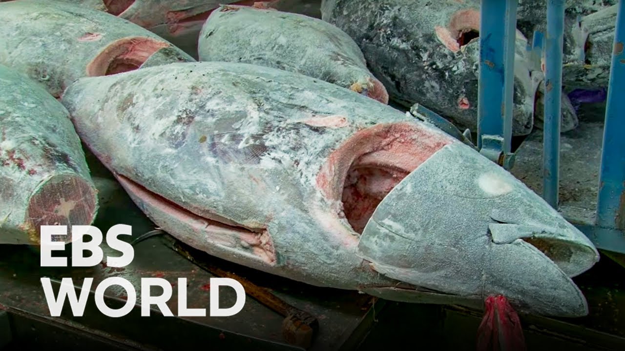 (ENG SUB) Battling Against the Cold Every Day! Tuna Dismantlers - YouTube