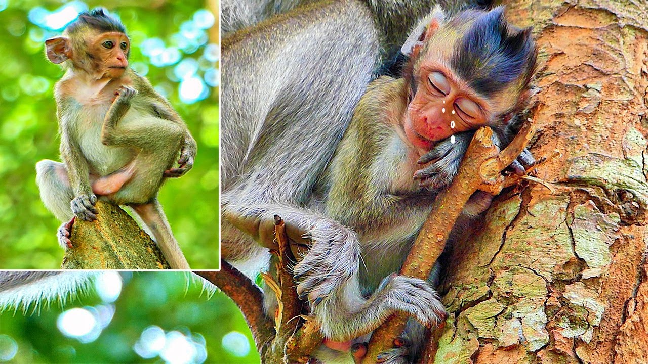 P😭😭R Monkey RAMINA Is Lonely After Mom Passes Away, She Needs Rana to ...