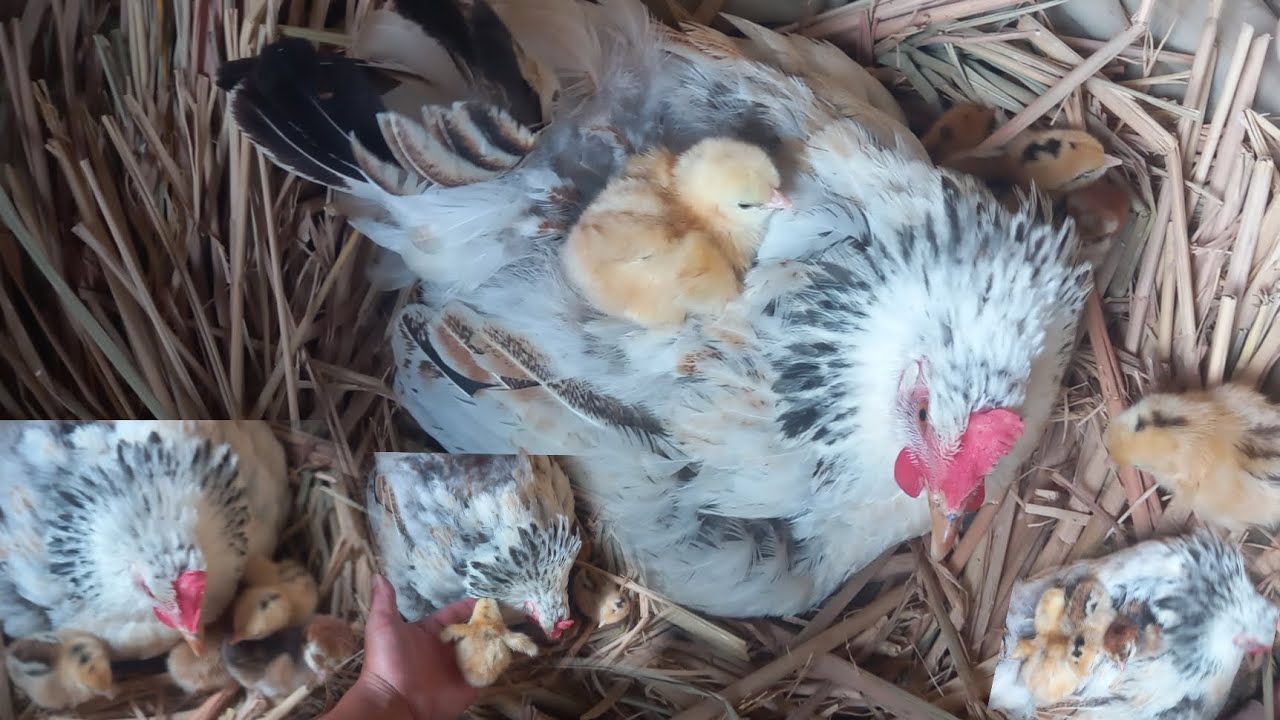 Natural hatching local chicken|Chicken hatch 15 eggs|New chick hatching ...