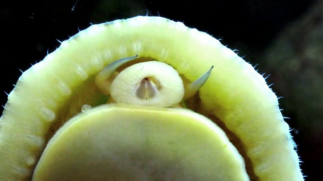 Limpet Radula - YouTube