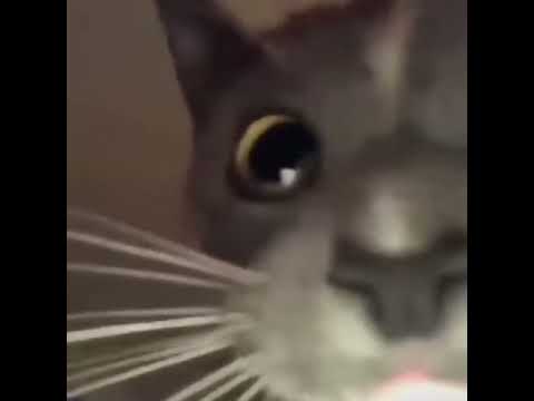 Snapchat cat call meme - YouTube