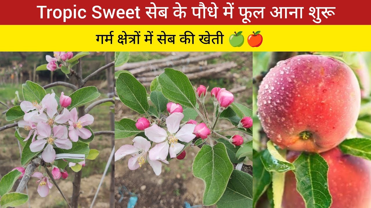 Tropic Sweet में Flowering शुरु | Tropic Sweet Apple Plant | Hot ...