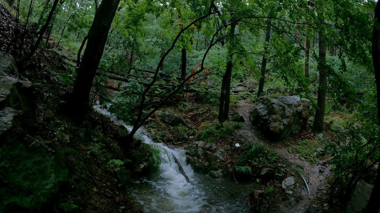 【4K】 Rain walk - Forest #4 (forest after heavy rain) - YouTube