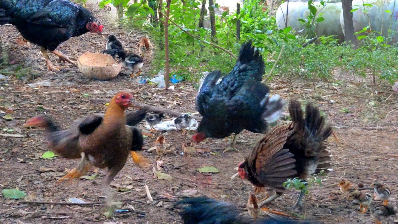 The hen has the power to protect her young from enemies | The hen takes ...