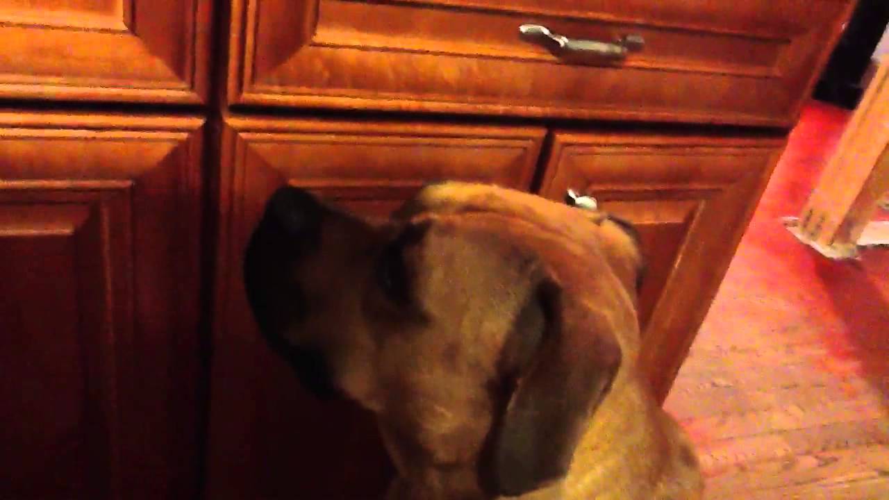 The Cujo Show part 1 - YouTube
