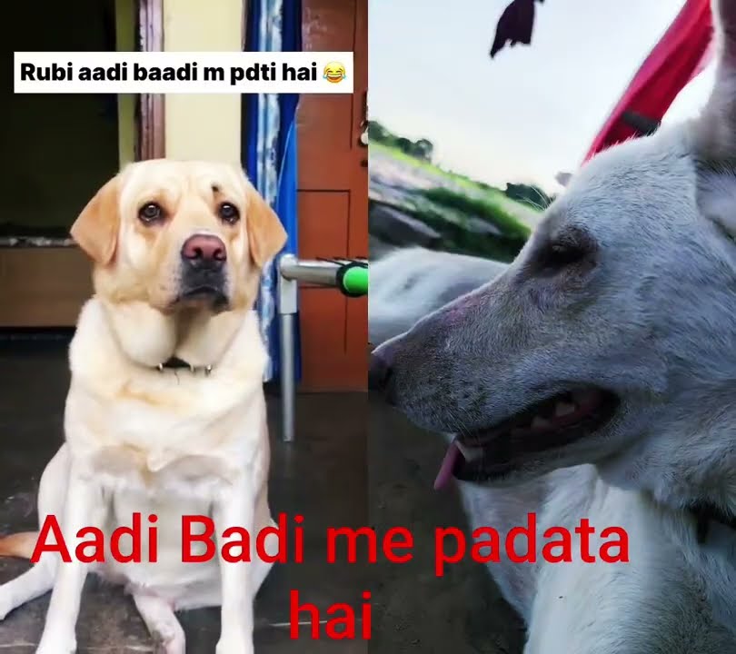 aadi badi #funny #comedy #pets #cutedog #memes #dog - YouTube