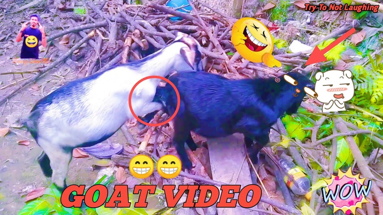 Goat videos | Animal Video Cute Goat videos | Best Goat videos in ...