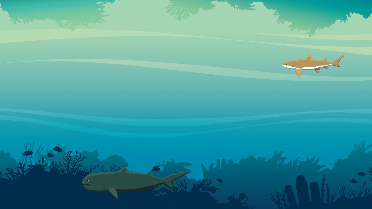 Shark Aquarium Roku Screensaver - YouTube