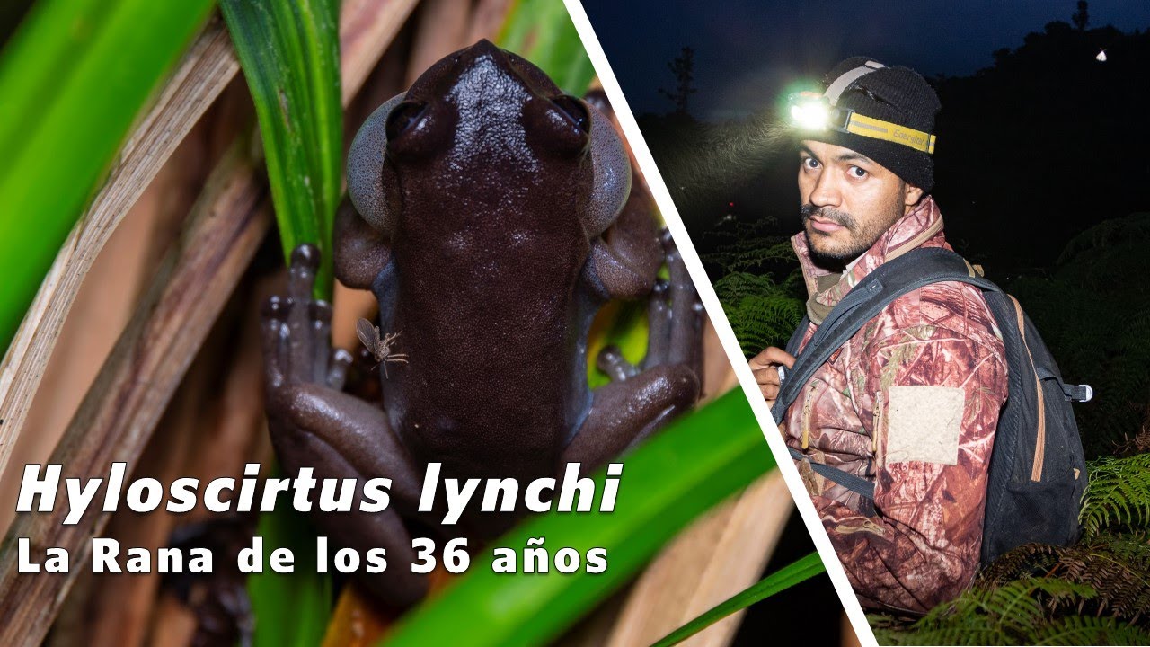 Hyloscirtus lynchi | La Rana de los 36 años - YouTube