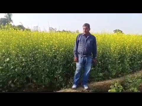 Nutrients Management of Mustard Oil seeds #farming#cruciferae# - YouTube