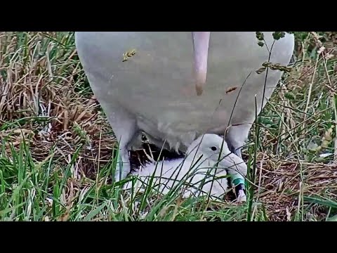 Royal Cam Taiaroa Head ~Close up from little one ~7:49 am 2021/01/04