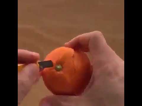 Meyvə qabığından heyvan fiqurları