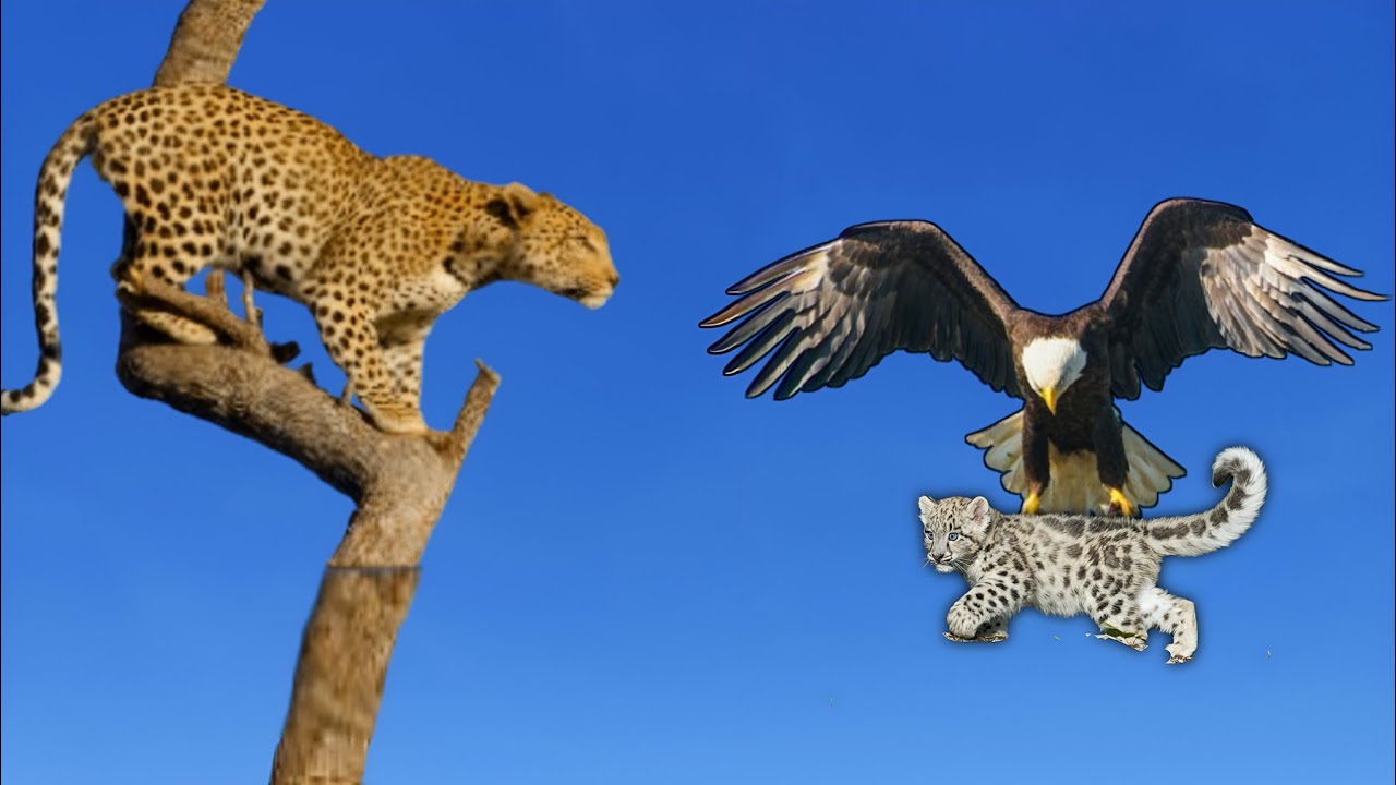 Unlikely Allies: Leopard, Eagle, and Snow Leopard Caught Together ...