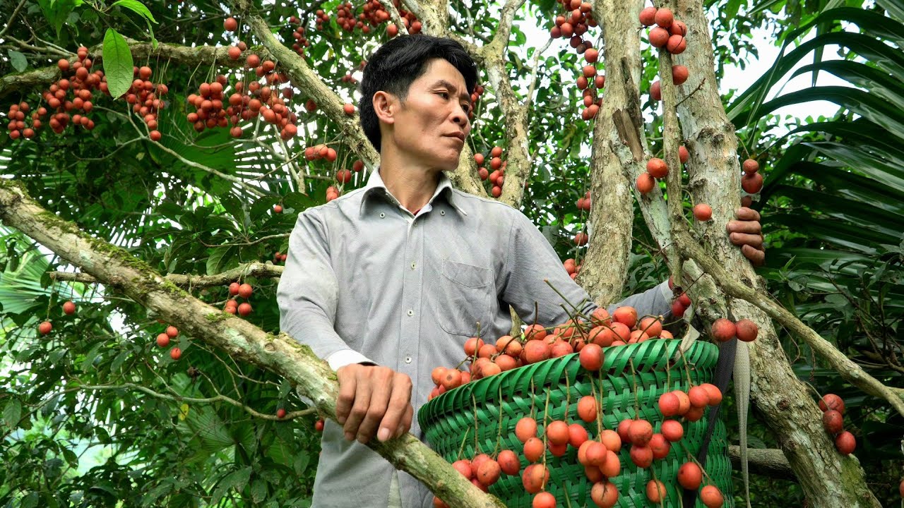 Harvest Fireballs Fruit Go to the market to sell - Daily Life - Solo ...