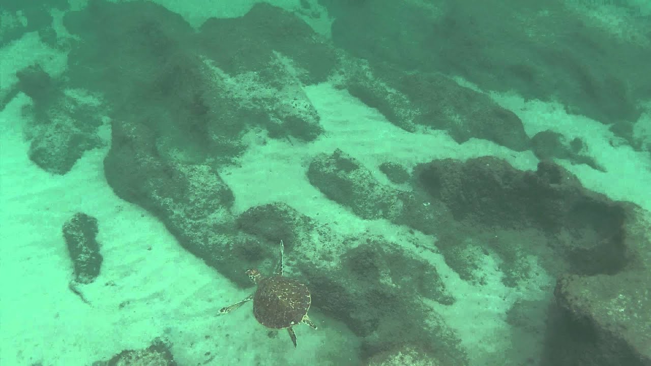 Sea turtle/bathtub reef beach, Stuart FL - YouTube