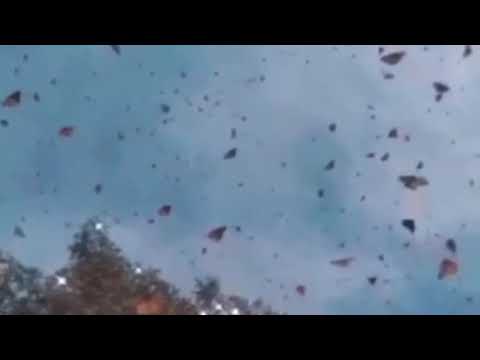 Butterfly Aesthetic Video