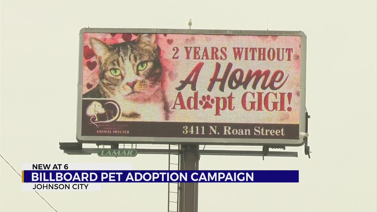 Local animal shelter holds billboard pet adoption campaign for long ...