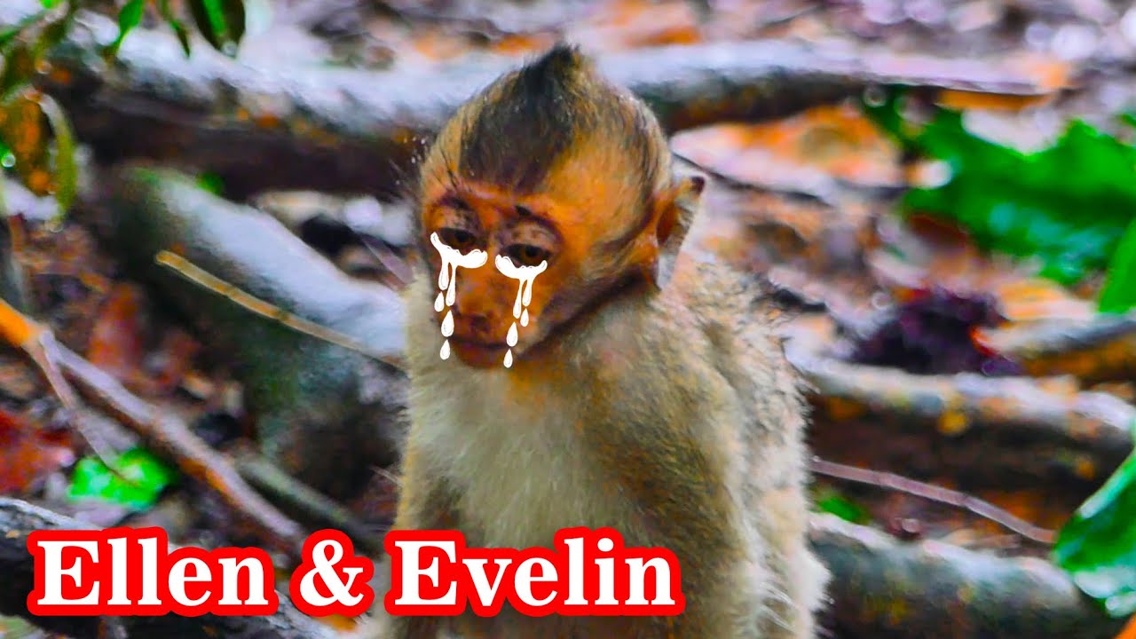 OMG__What happen Ellen monkey and baby Evelin Falling from tall trees ...