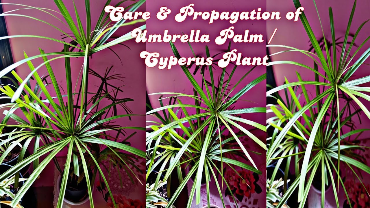 #Umbrella palm / Cyperus Plant care & Propagation - YouTube