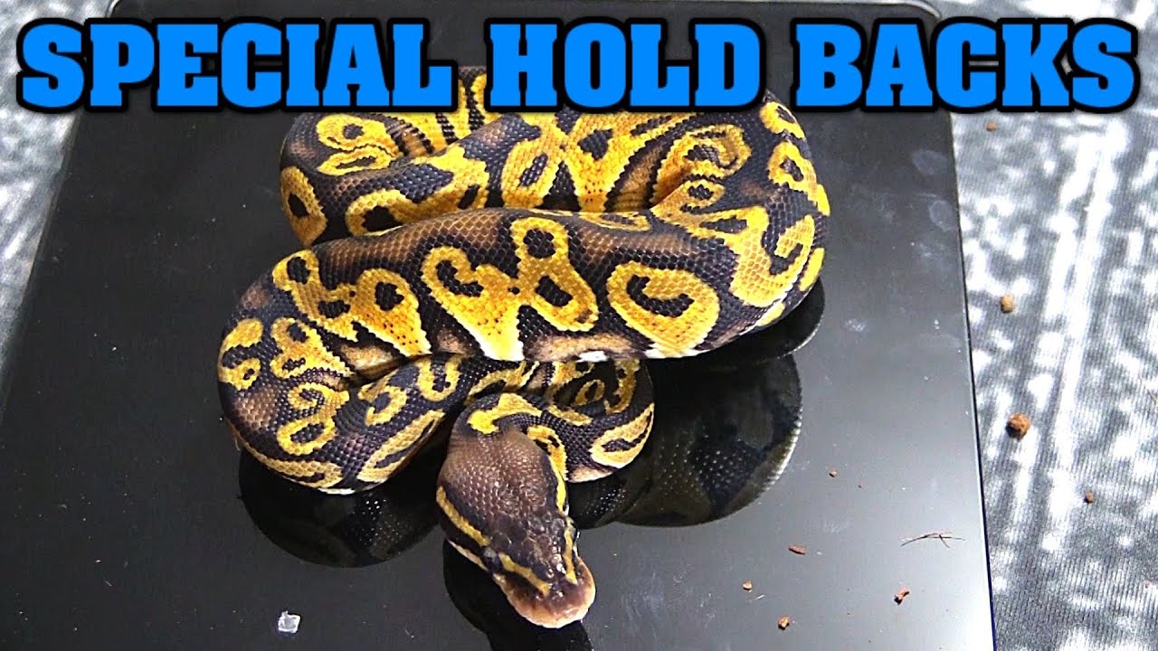 Dinker clutch ball pythons?? Is it NEW? Is it NOT? WE DON'T KNOW YET!! - YouTube