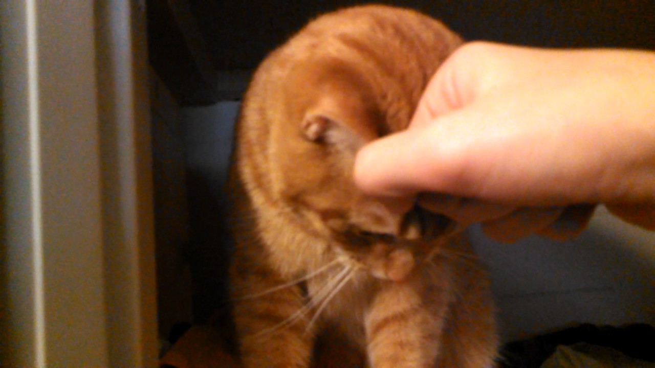 The fist bump cat - YouTube